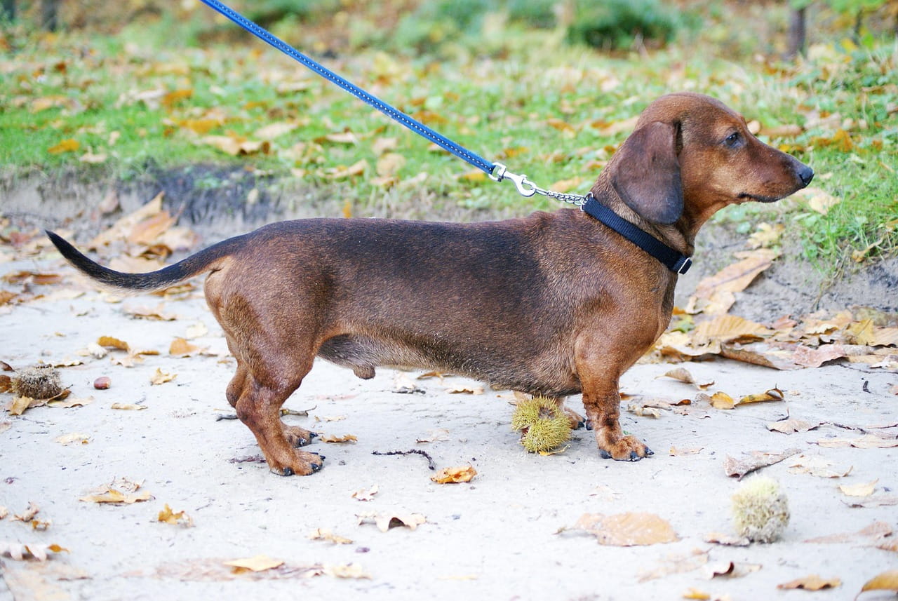 Cachorro Salsicha Filhote: Cuidados e Alimentação. - Vida Nupet
